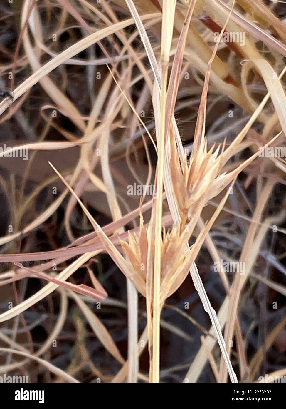 Kangaroo Grass (Themeda triandra) Plantae Stock Photo - Alamy