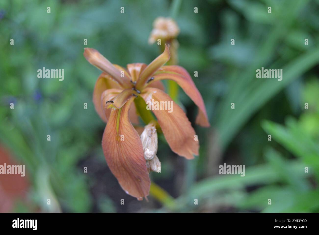 Copper Iris (Iris fulva) Plantae Stock Photo - Alamy