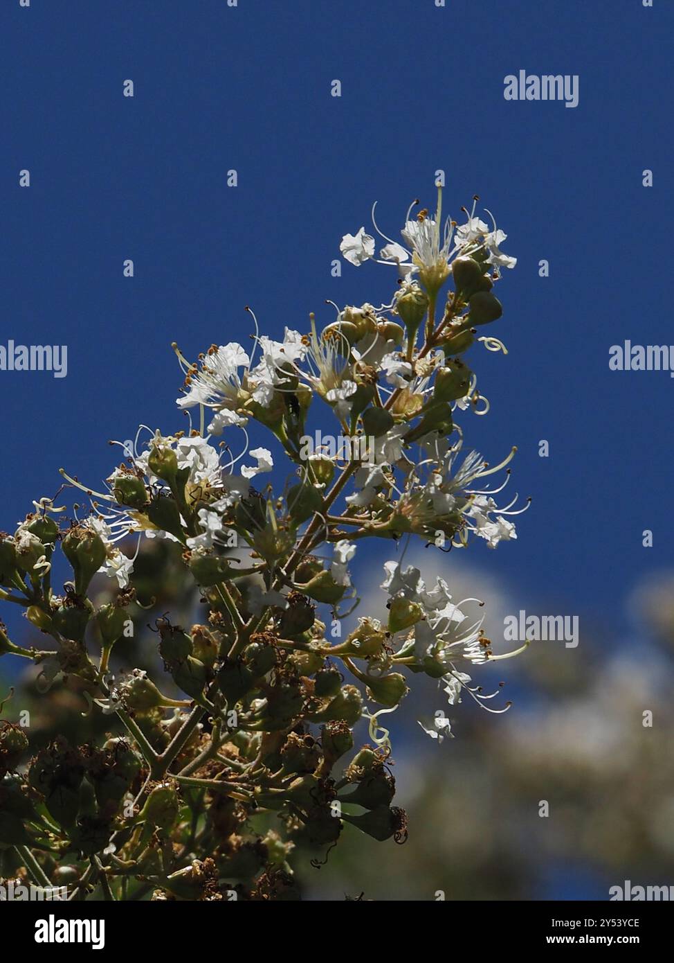 Subcostate Crape Myrtle (Lagerstroemia subcostata) Plantae Stock Photo ...