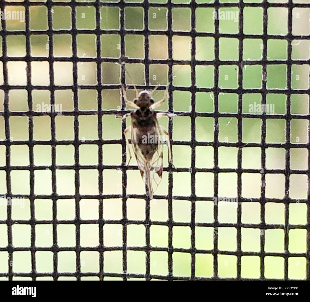 Barklice, Booklice, and Parasitic Lice (Psocodea) Insecta Stock Photo ...