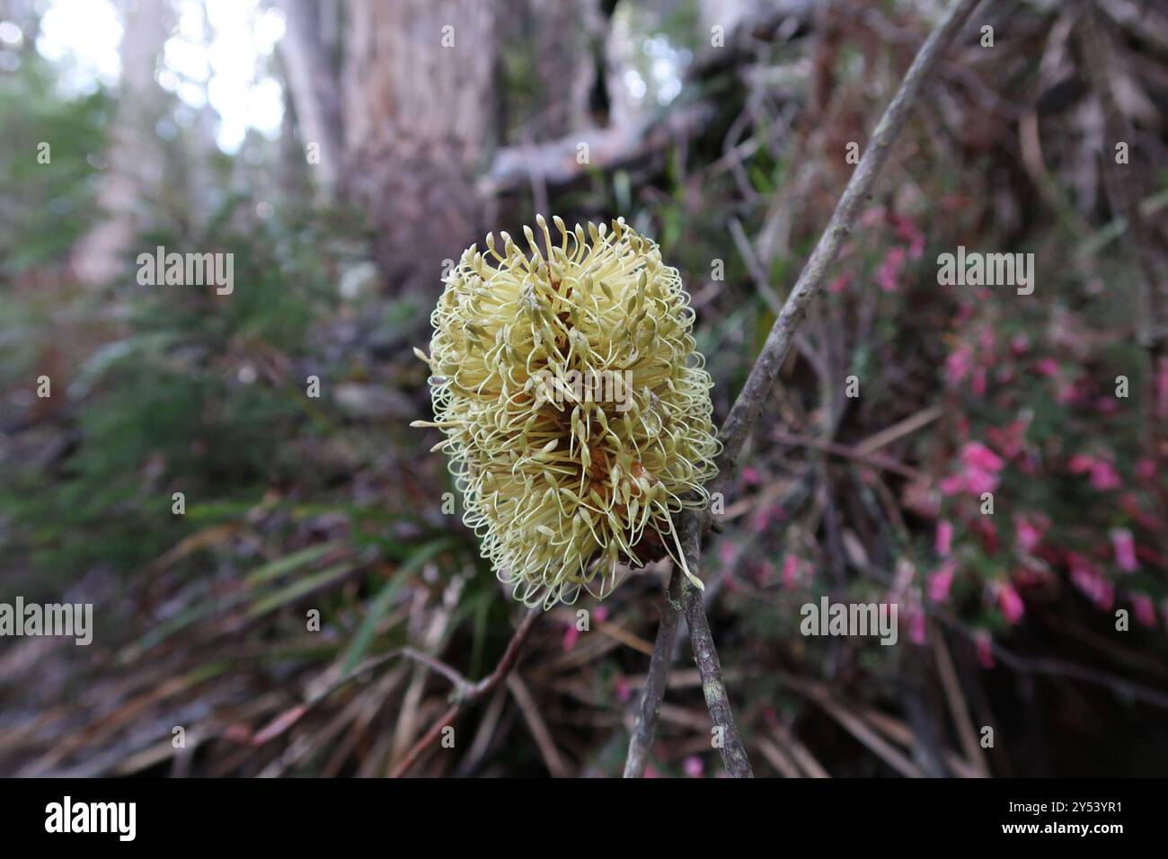 Silver Banksia (Banksia marginata) Plantae Stock Photo - Alamy
