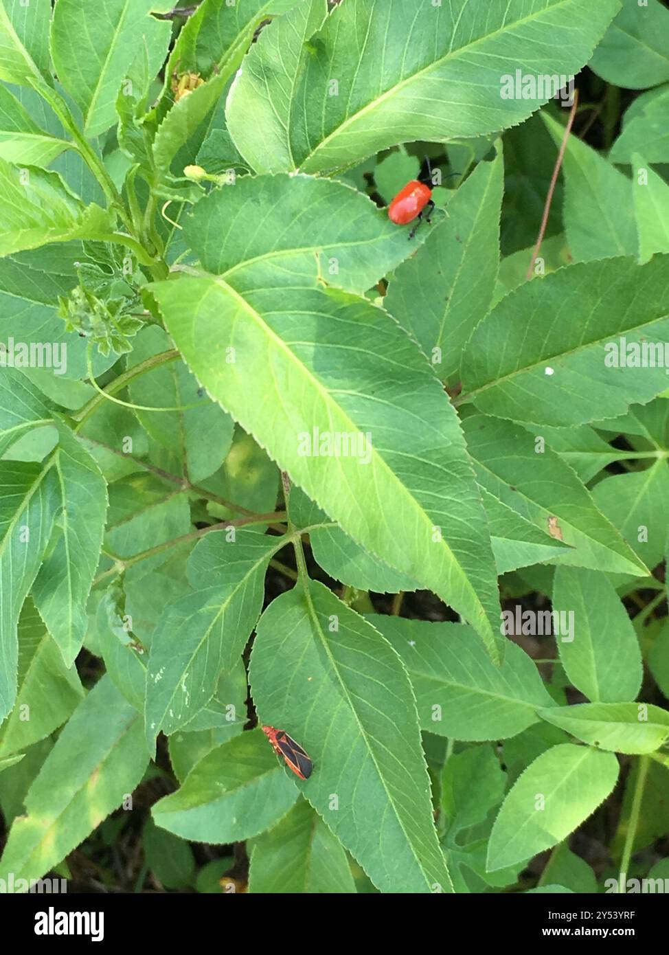 Common Cotton Stainer Bug (Dysdercus suturellus) Insecta Stock Photo ...