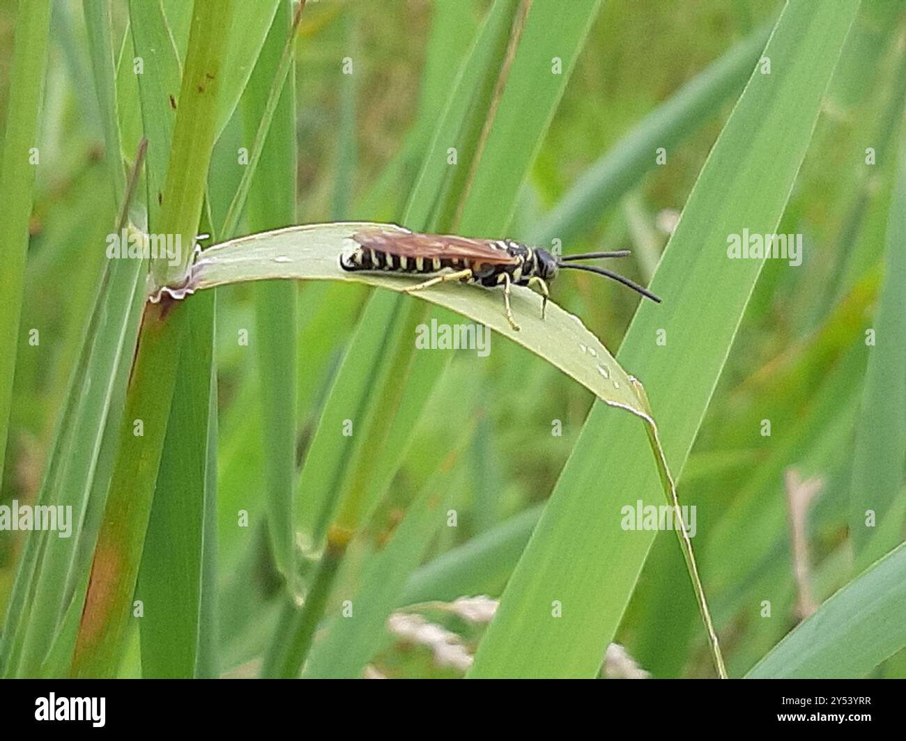 Thynnid Flower Wasps (Thynnidae) Insecta Stock Photo - Alamy
