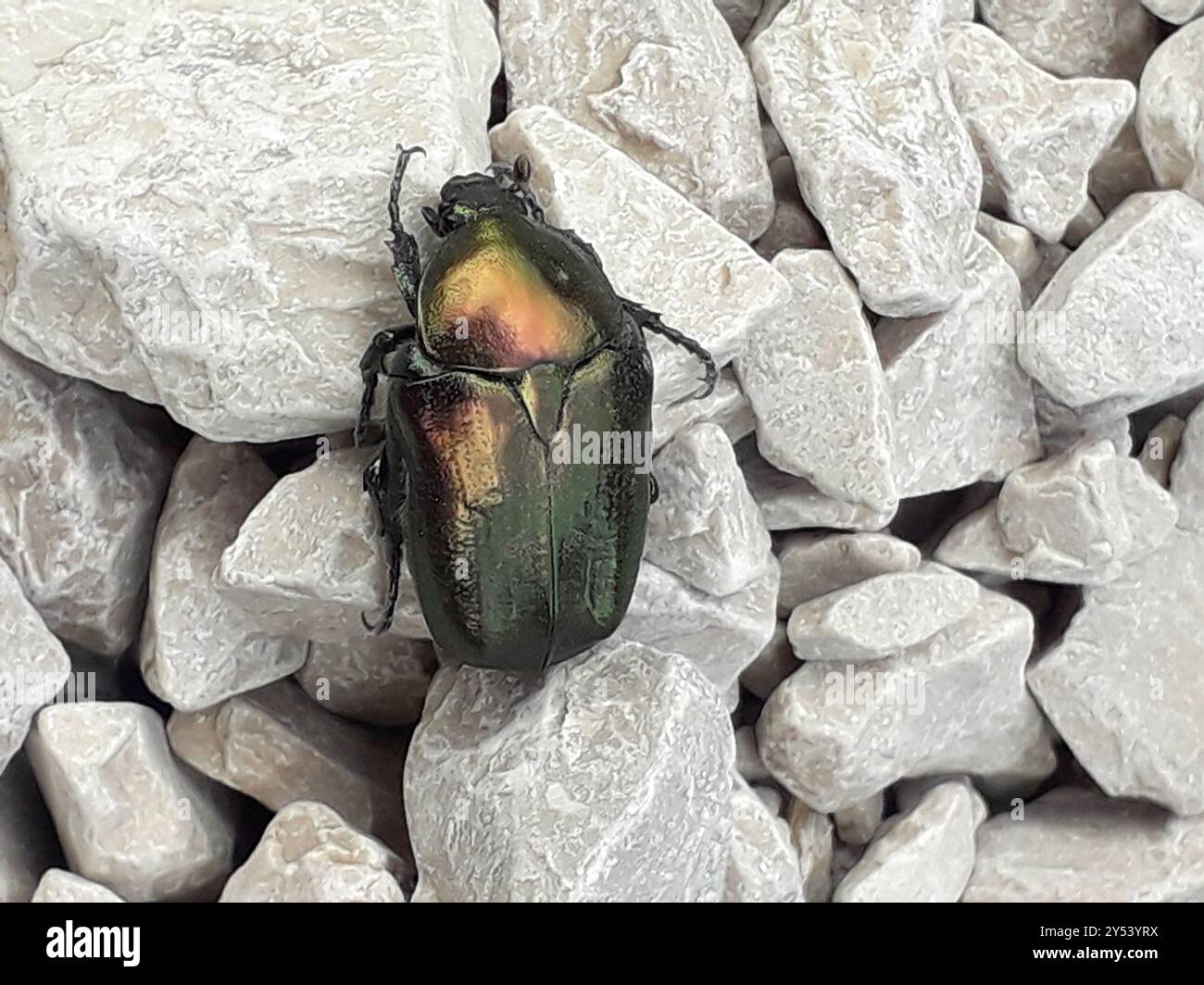 (Protaetia angustata) Insecta Stock Photo - Alamy