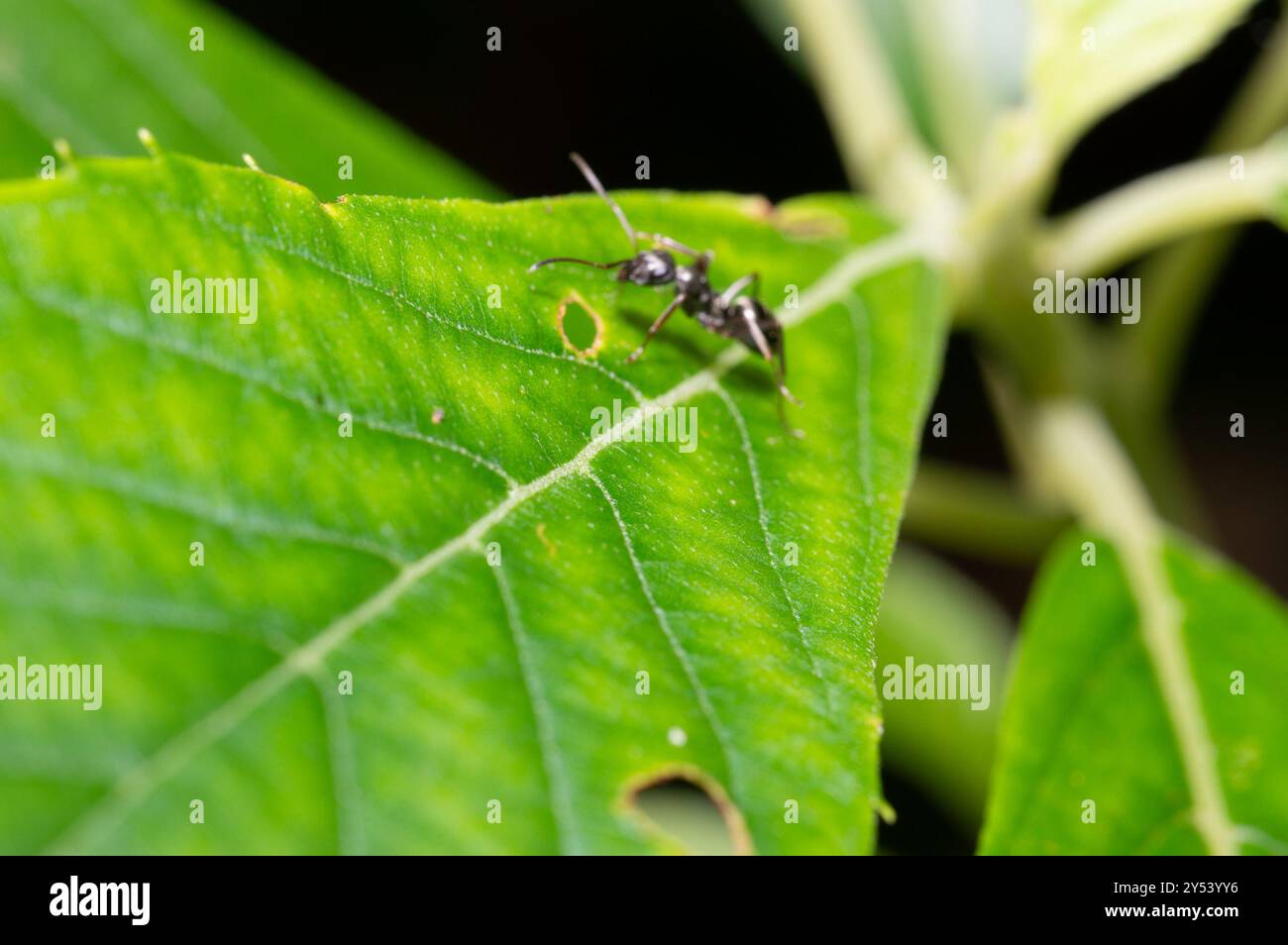 fusca-group Field Ants and Allies (Formica fusca) Insecta Stock Photo ...