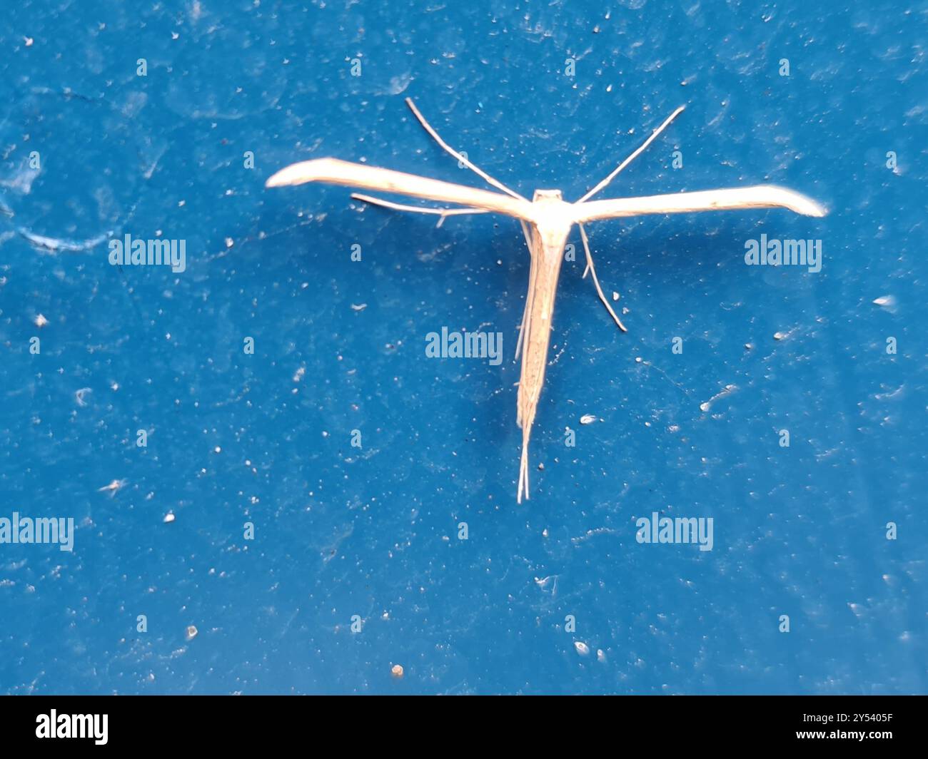 Morning-glory Plume Moth (Emmelina monodactyla) Insecta Stock Photo - Alamy