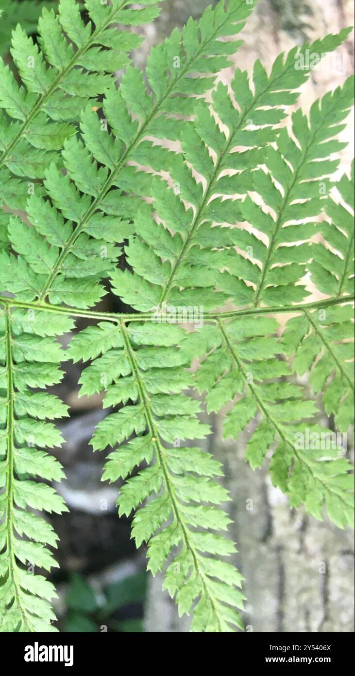 intermediate wood fern (Dryopteris intermedia) Plantae Stock Photo - Alamy