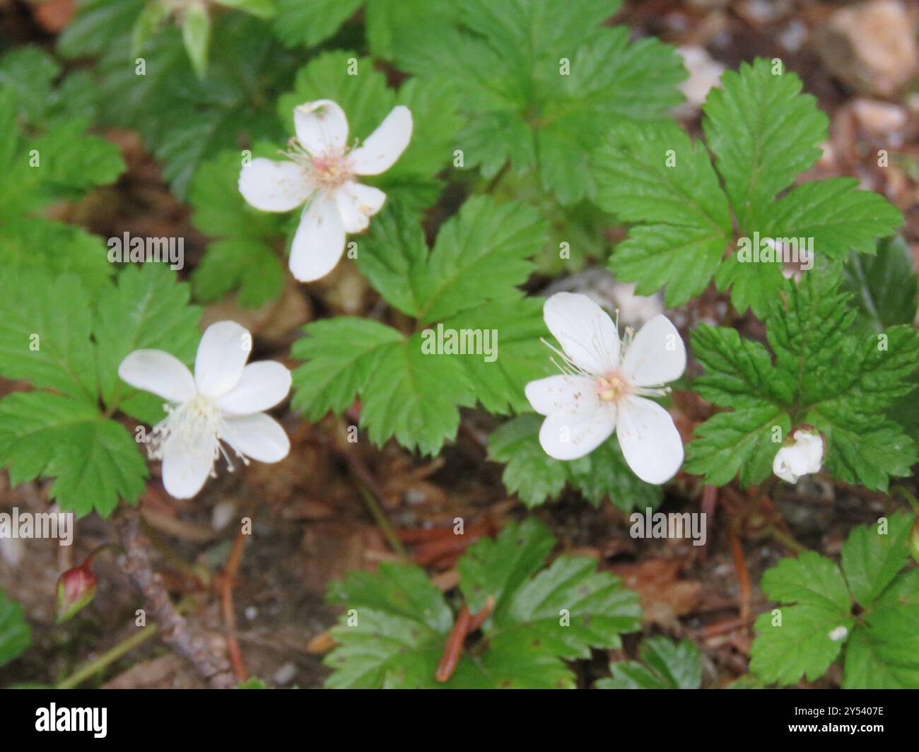 Five-leaf Dwarf Bramble (Rubus pedatus) Plantae Stock Photo - Alamy