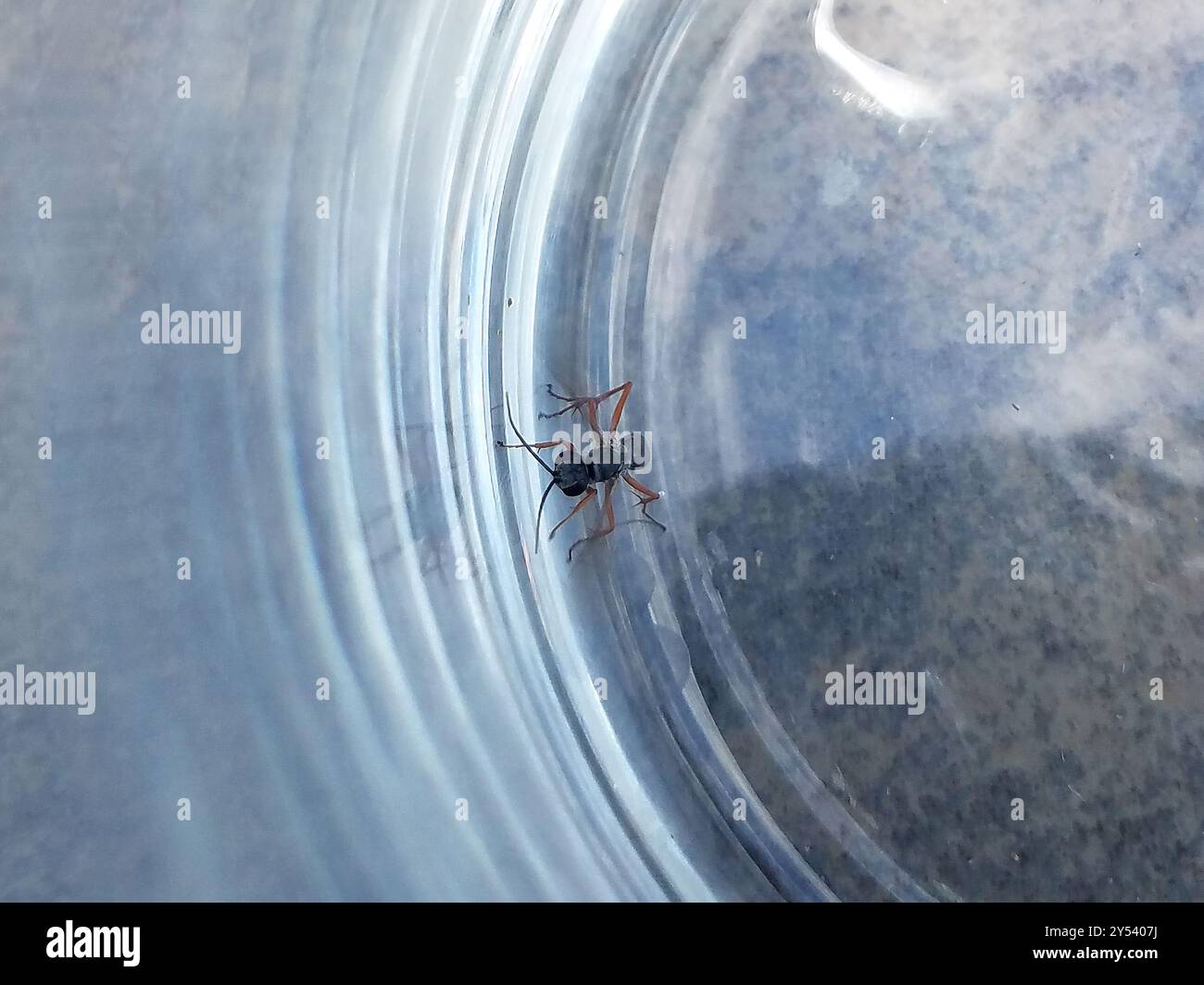 Red-legged Spider Wasp (Auplopus mellipes) Insecta Stock Photo - Alamy