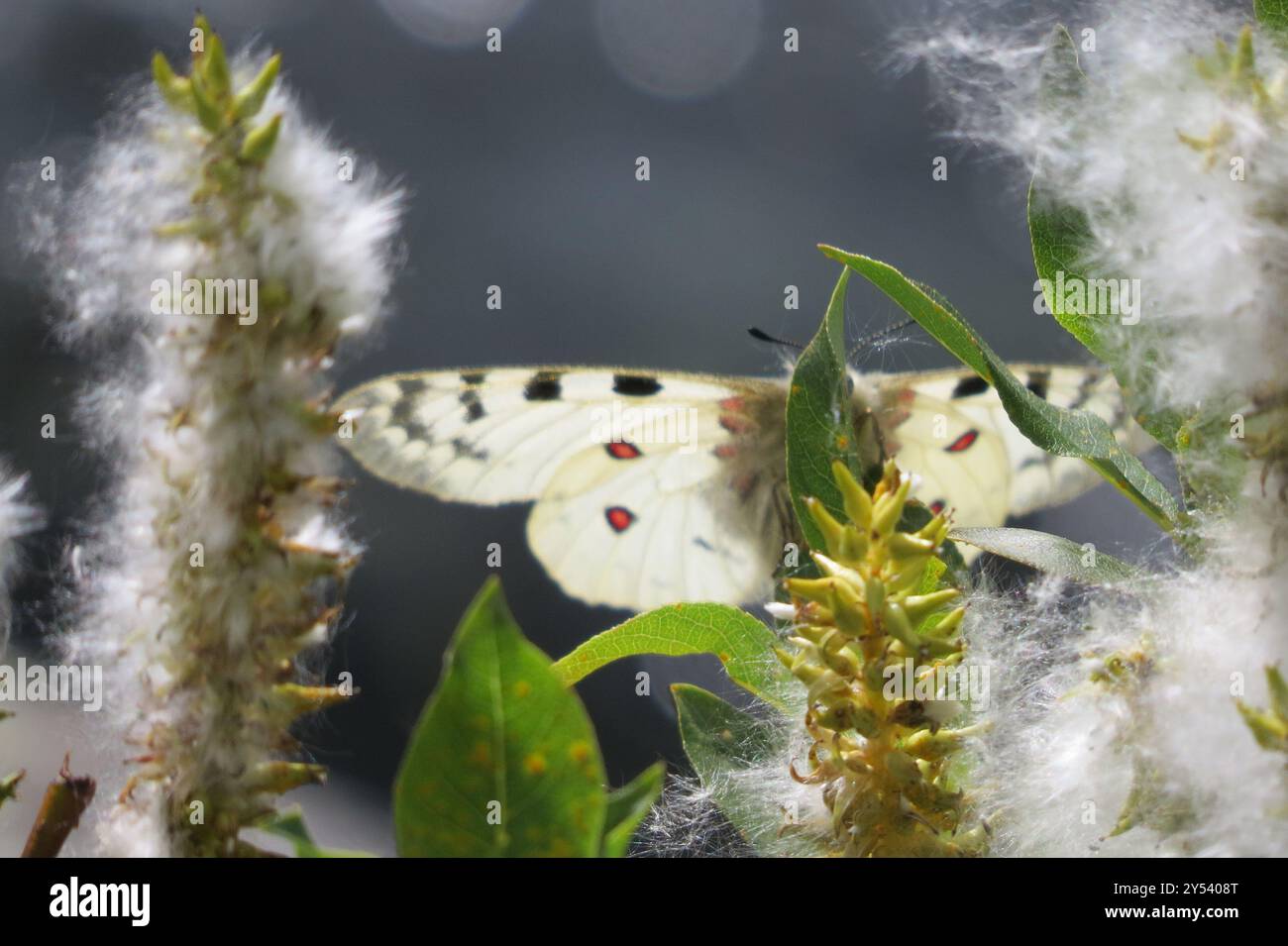Phoebus Apollo (Parnassius phoebus) Insecta Stock Photo - Alamy