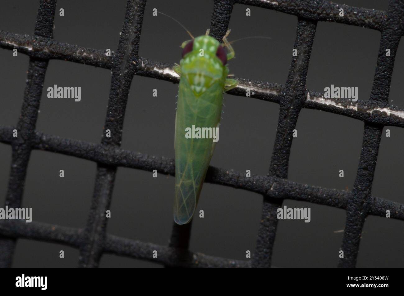 Potato Leafhopper (Empoasca fabae) Insecta Stock Photo - Alamy