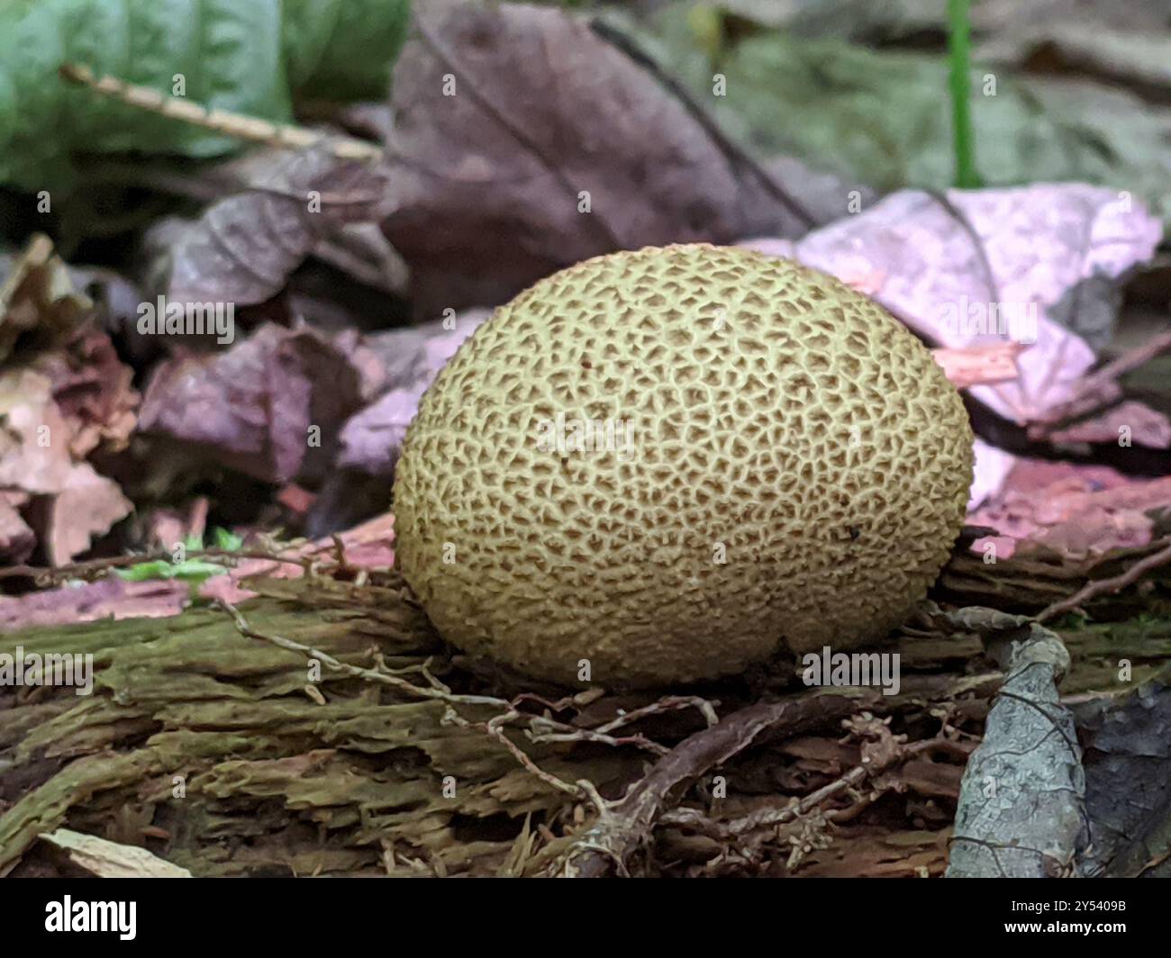 common earthball (Scleroderma citrinum) Fungi Stock Photo - Alamy