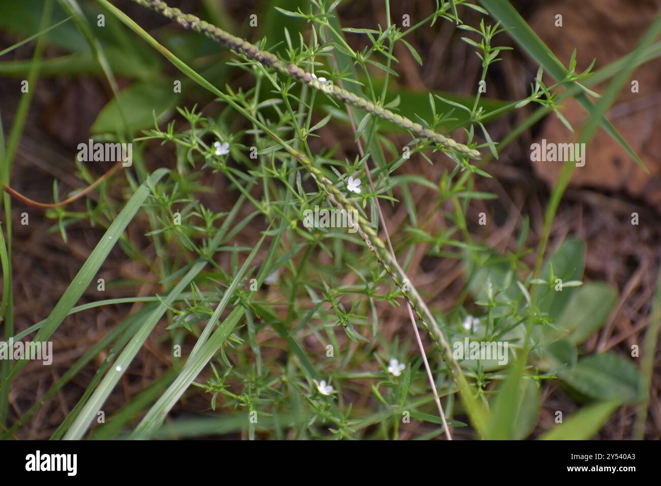 Rust Weed (Polypremum procumbens) Plantae Stock Photo - Alamy