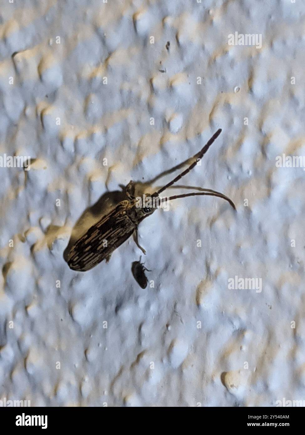 Ash Reticulated Beetle (Tenomerga cinerea) Insecta Stock Photo - Alamy