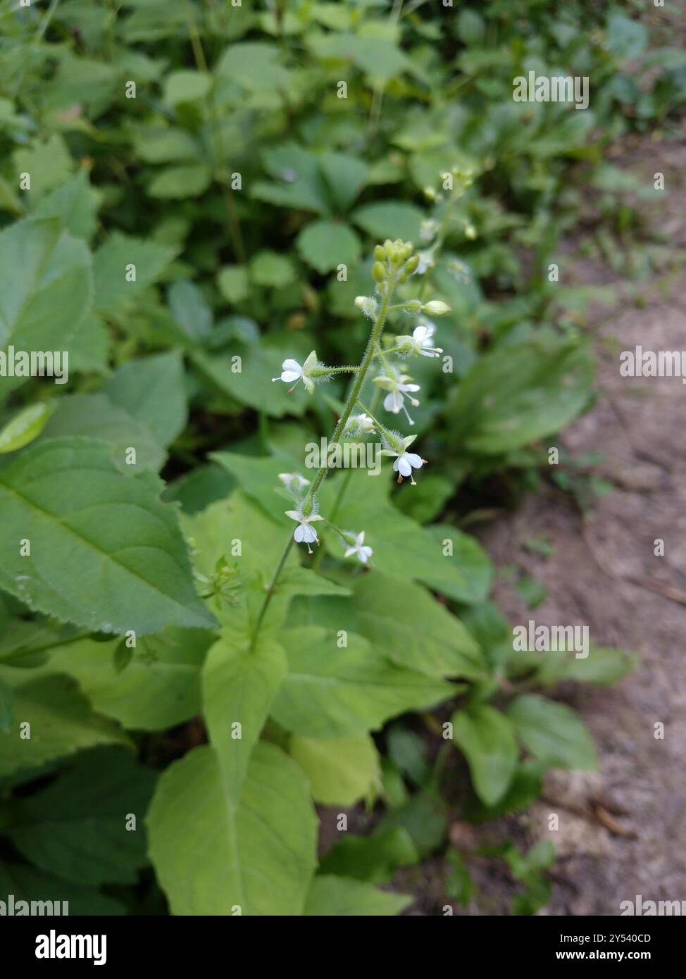 broadleaf enchanter's nightshade (Circaea canadensis) Plantae Stock ...