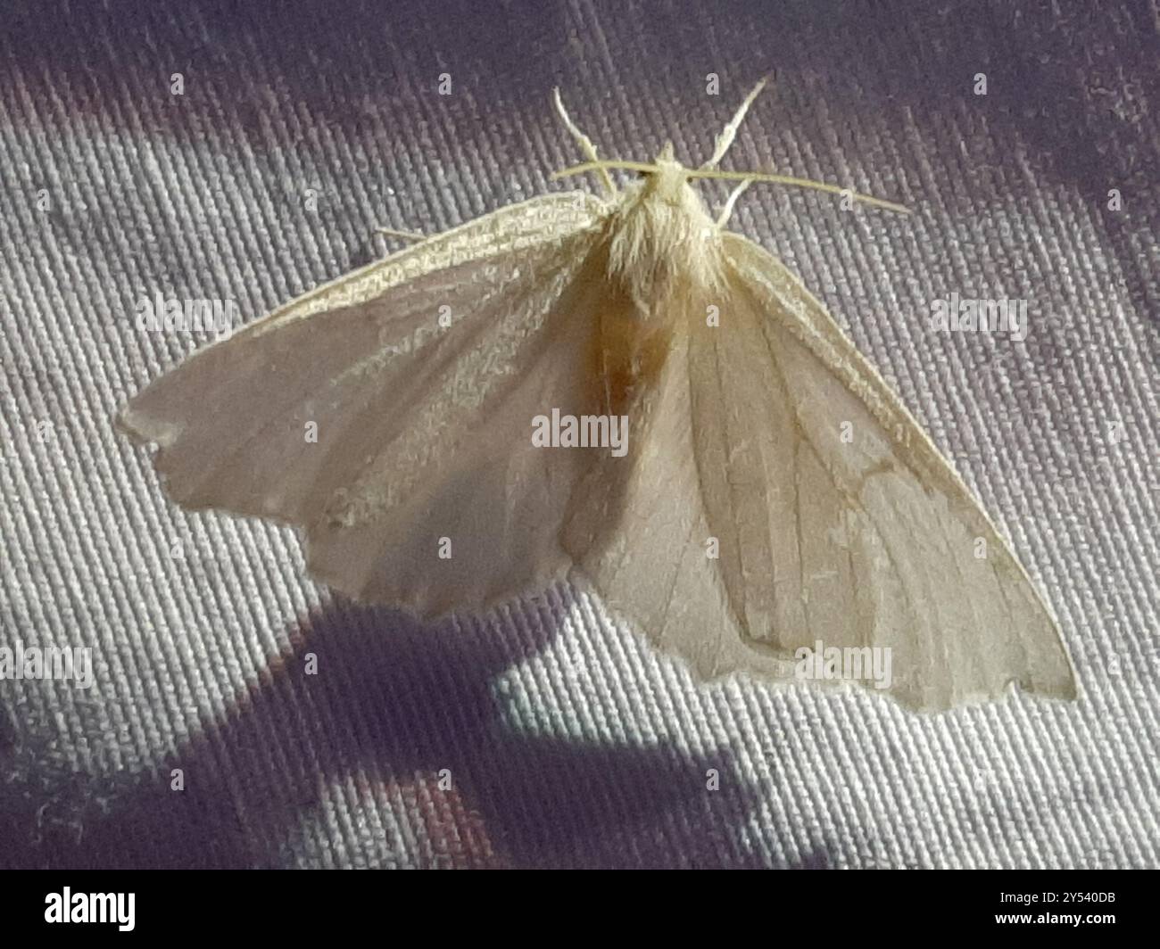 Ennomos subsignaria hi-res stock photography and images - Alamy