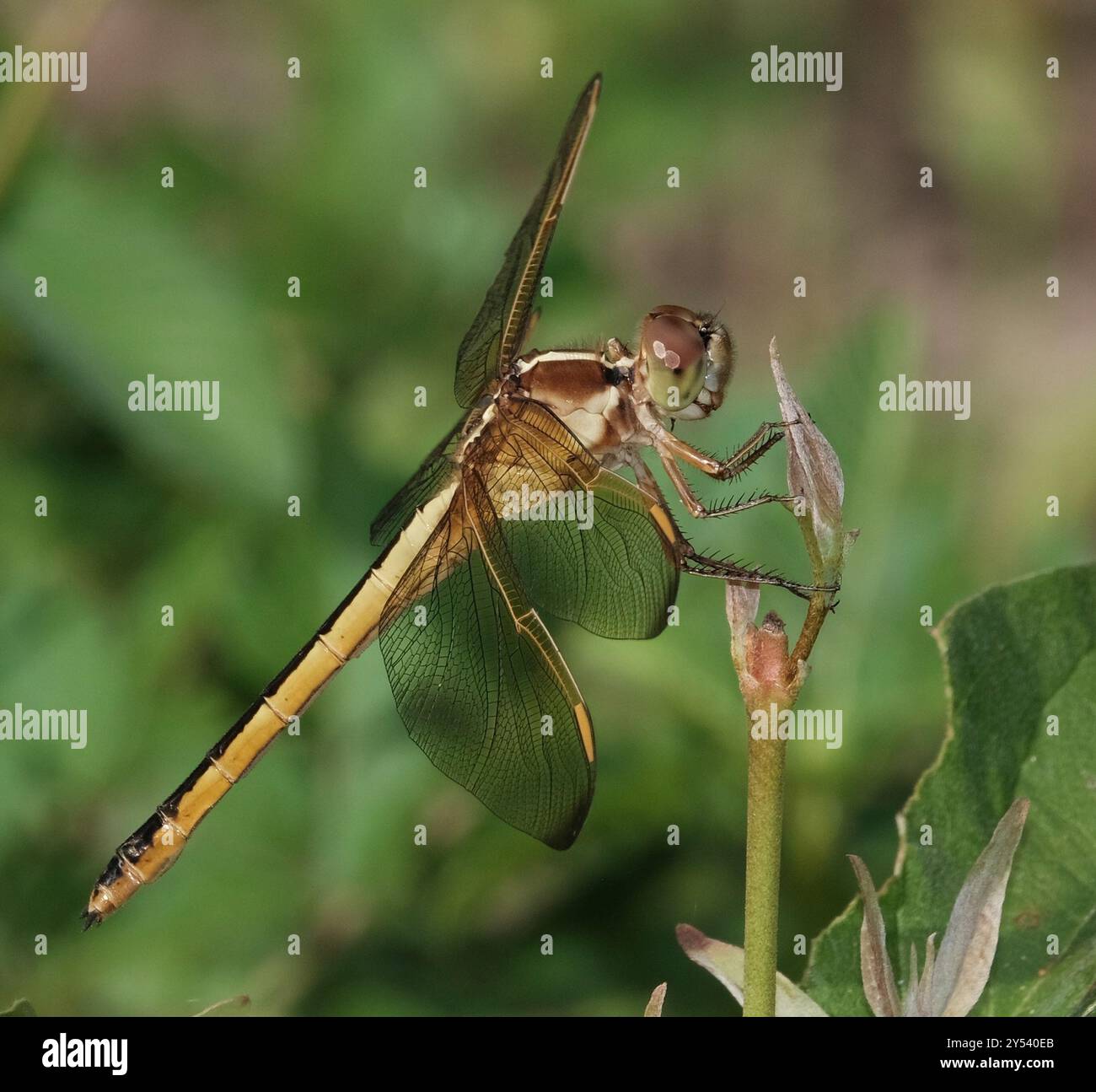 Needham's Skimmer (Libellula needhami) Insecta Stock Photo - Alamy