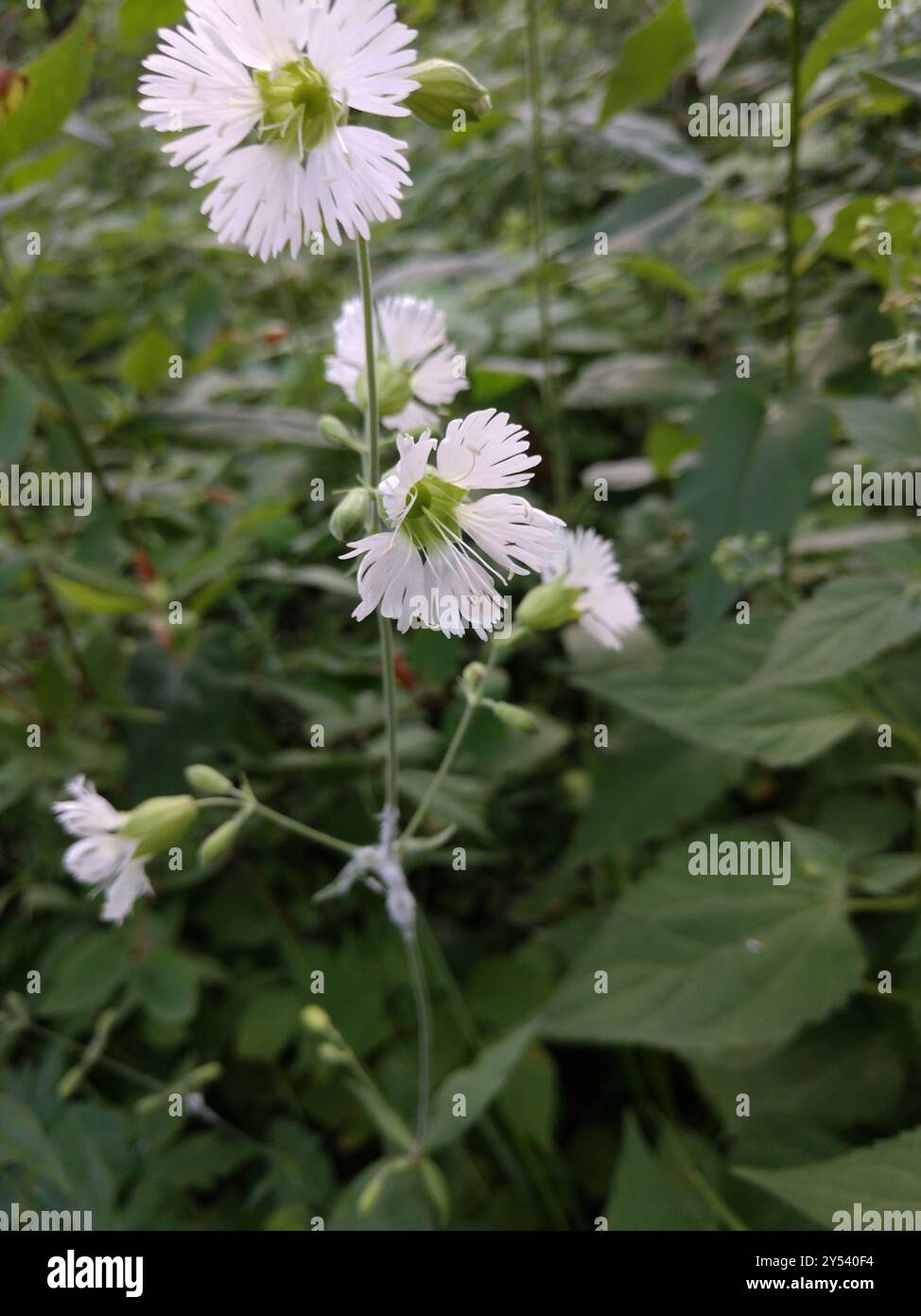 starry campion (Silene stellata) Plantae Stock Photo - Alamy
