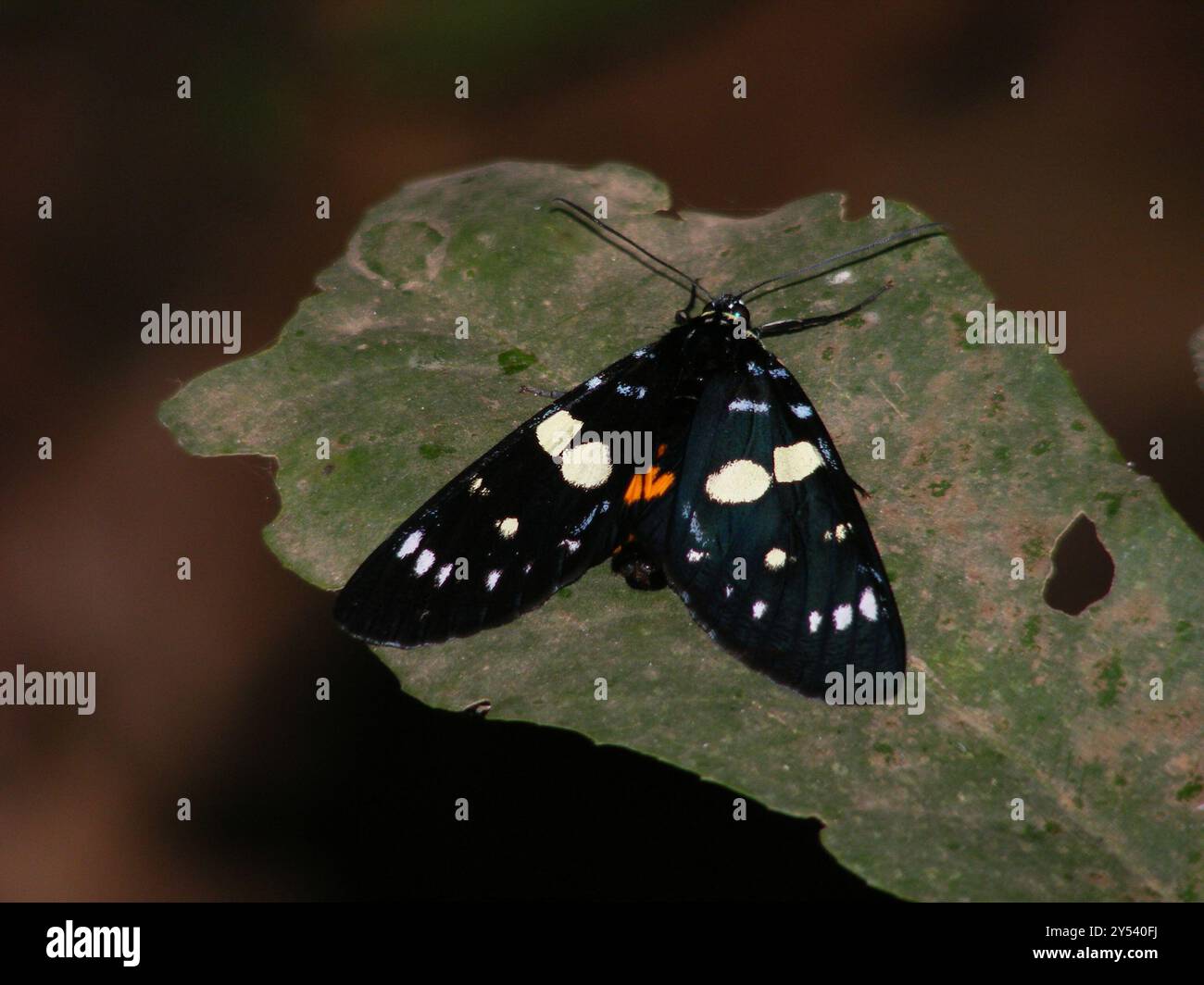 Episteme adulatrix hi-res stock photography and images - Alamy