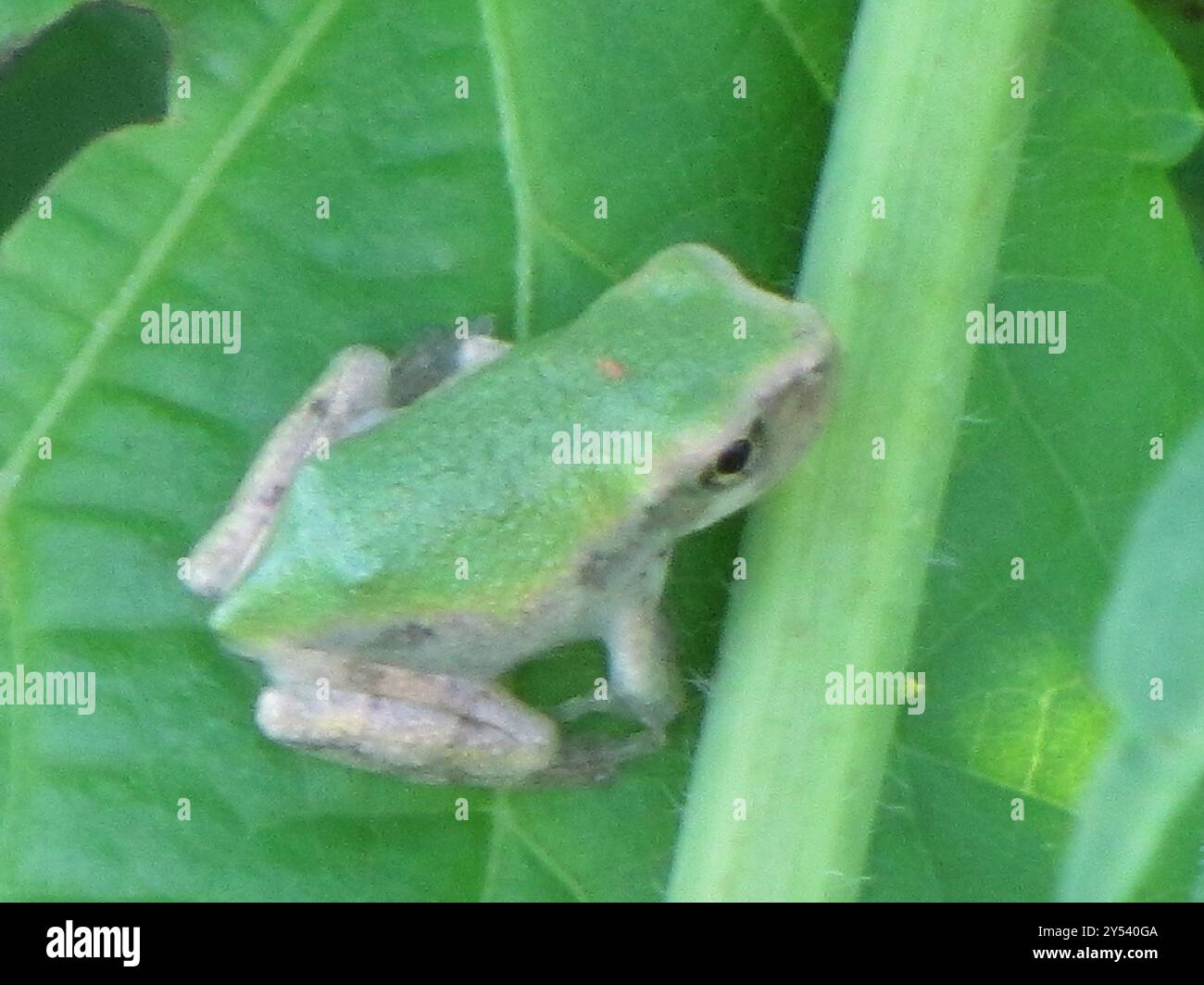Cope's Gray Treefrog (Hyla chrysoscelis) Amphibia Stock Photo - Alamy