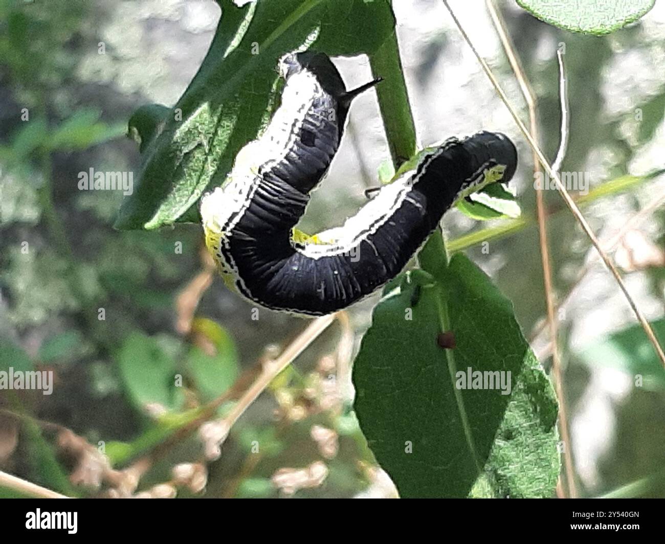 Catalpa Sphinx (Ceratomia catalpae) Insecta Stock Photo - Alamy