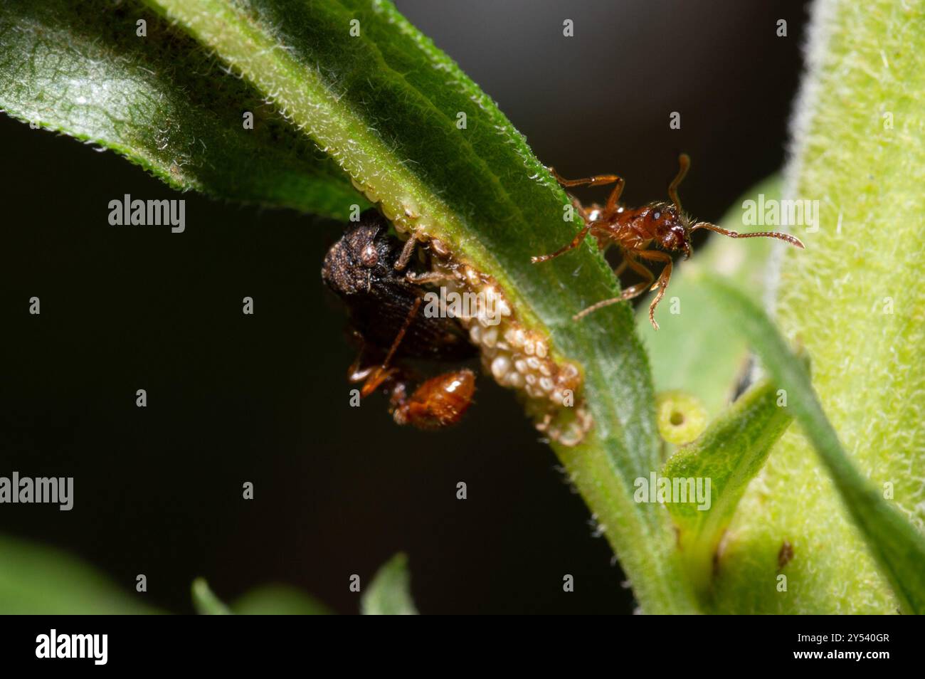 Aster Treehopper (Publilia concava) Insecta Stock Photo - Alamy