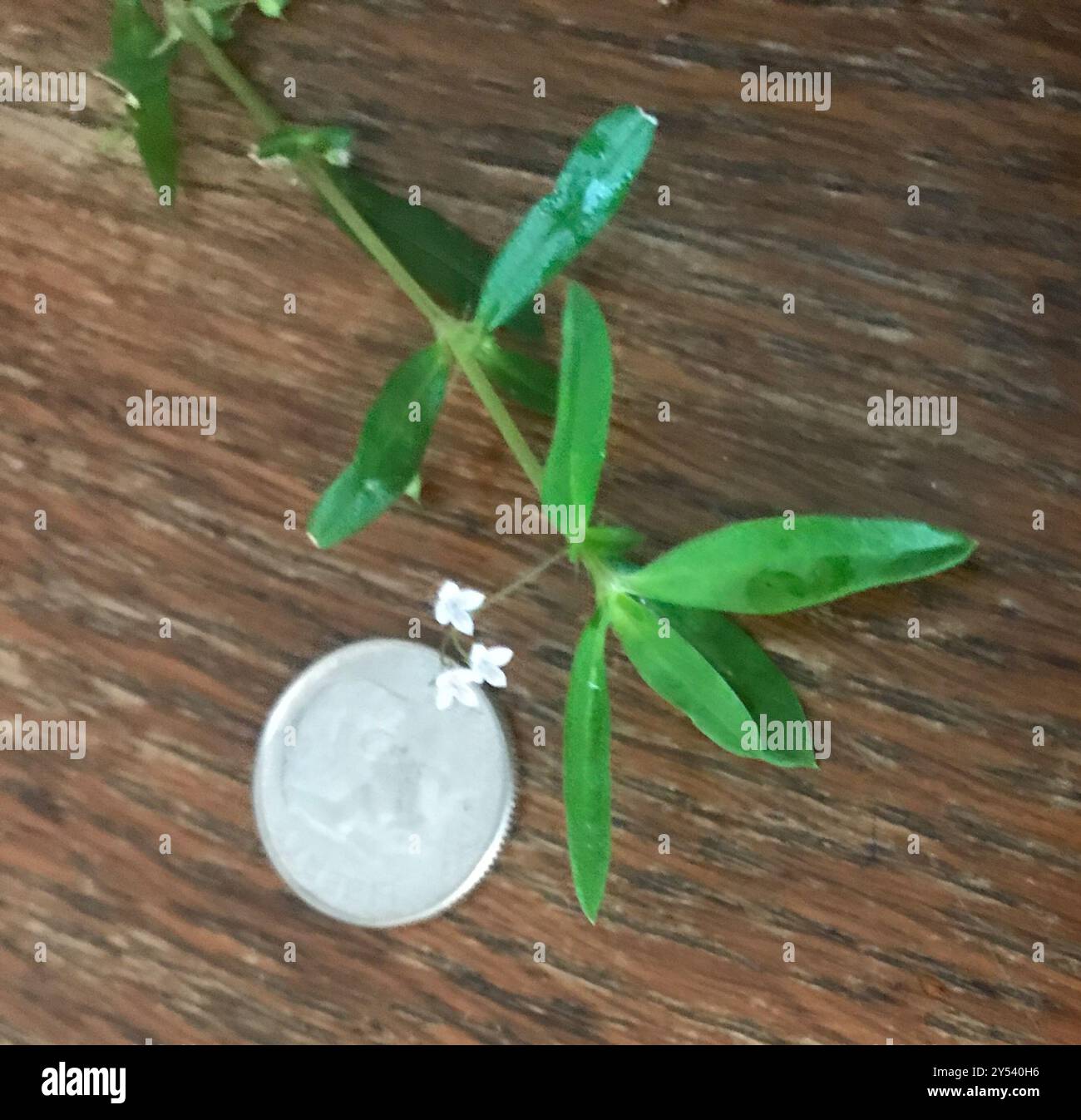 Old World Diamond Flower (Oldenlandia corymbosa) Plantae Stock Photo ...