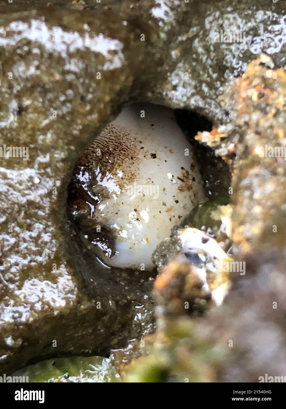 Piddocks and Angelwings (Pholadidae) Mollusca Stock Photo - Alamy