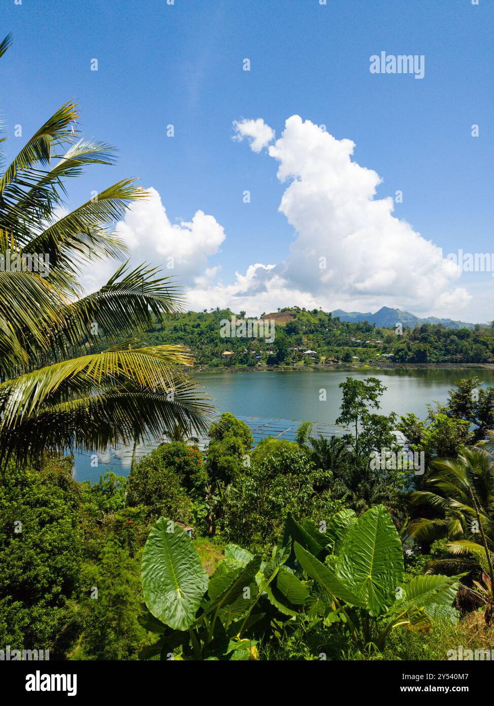 Greenish water in lake surrounded by plants. Lake Sebu. Mindanao ...