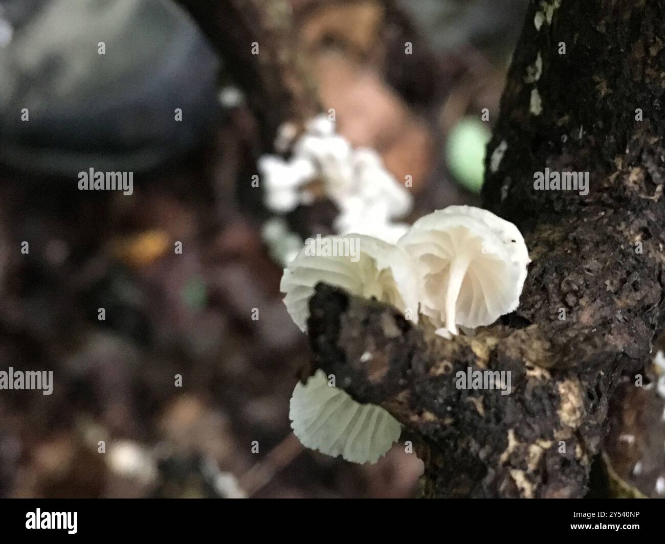 Fairy Parachutes (Marasmiellus candidus) Fungi Stock Photo - Alamy