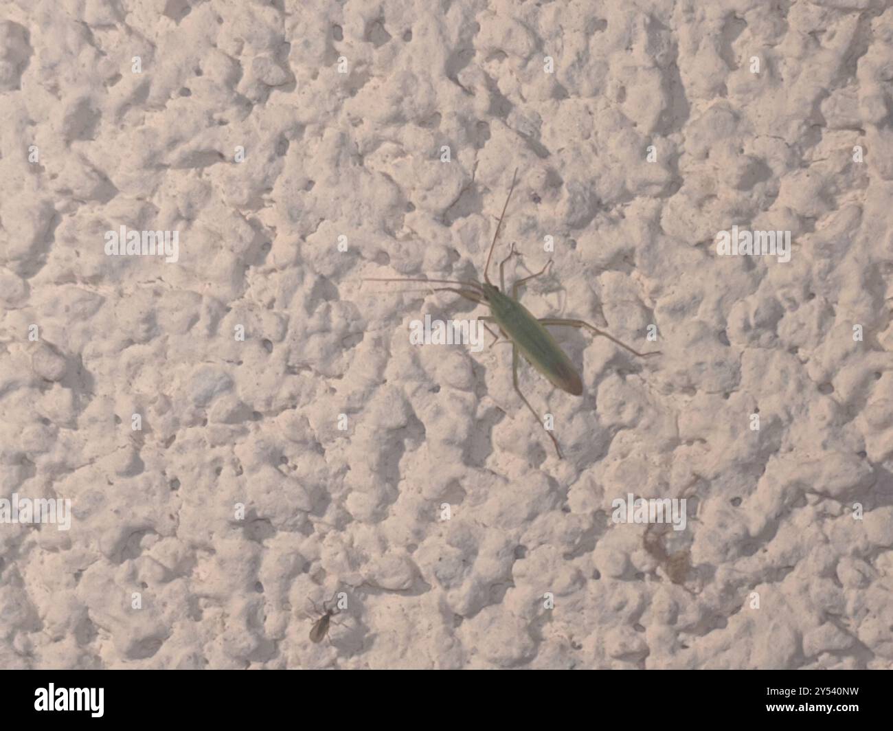 Rice Leaf Bug (Trigonotylus caelestialium) Insecta Stock Photo - Alamy