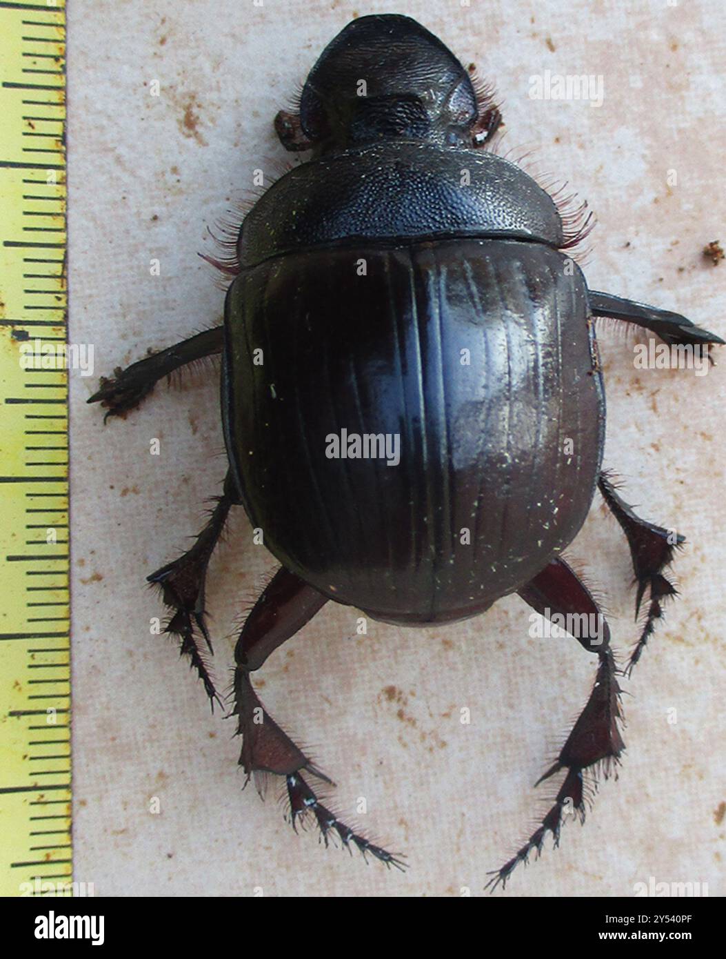 Giant Dung Beetles (Heliocopris) Insecta Stock Photo - Alamy
