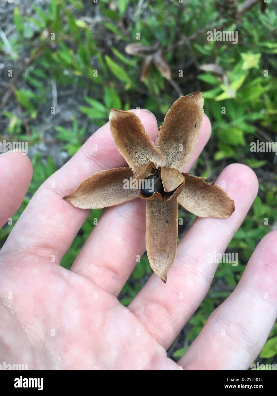 Alamo vine (Distimake dissectus) Plantae Stock Photo - Alamy