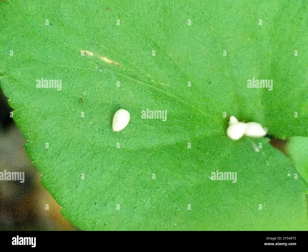 Violet Leafmining Sawfly (Nefusa ambigua) Insecta Stock Photo - Alamy