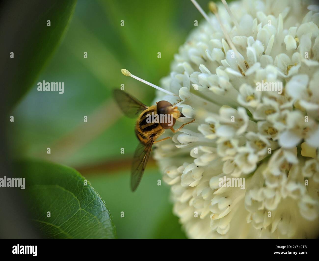 Shiny Bog Fly (Parhelophilus integer) Insecta Stock Photo - Alamy