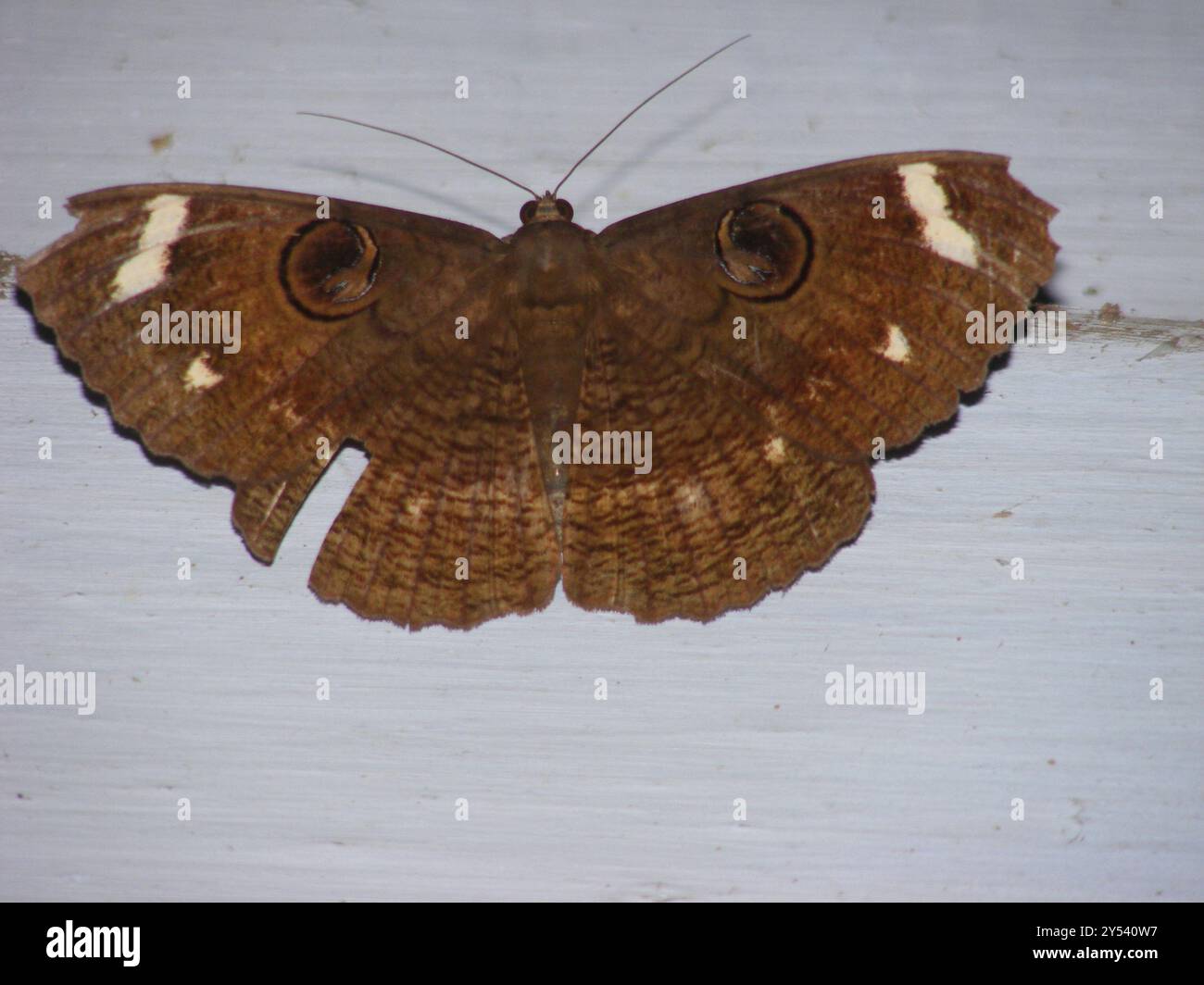 White-barred Owl moth (Erebus hieroglyphica) Insecta Stock Photo - Alamy