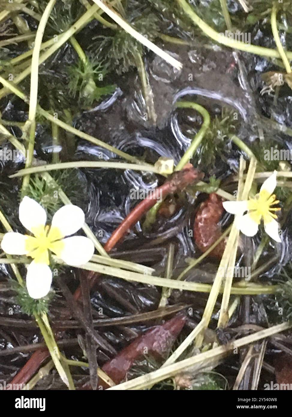 Water-crowfoots (Batrachium) Plantae Stock Photo - Alamy