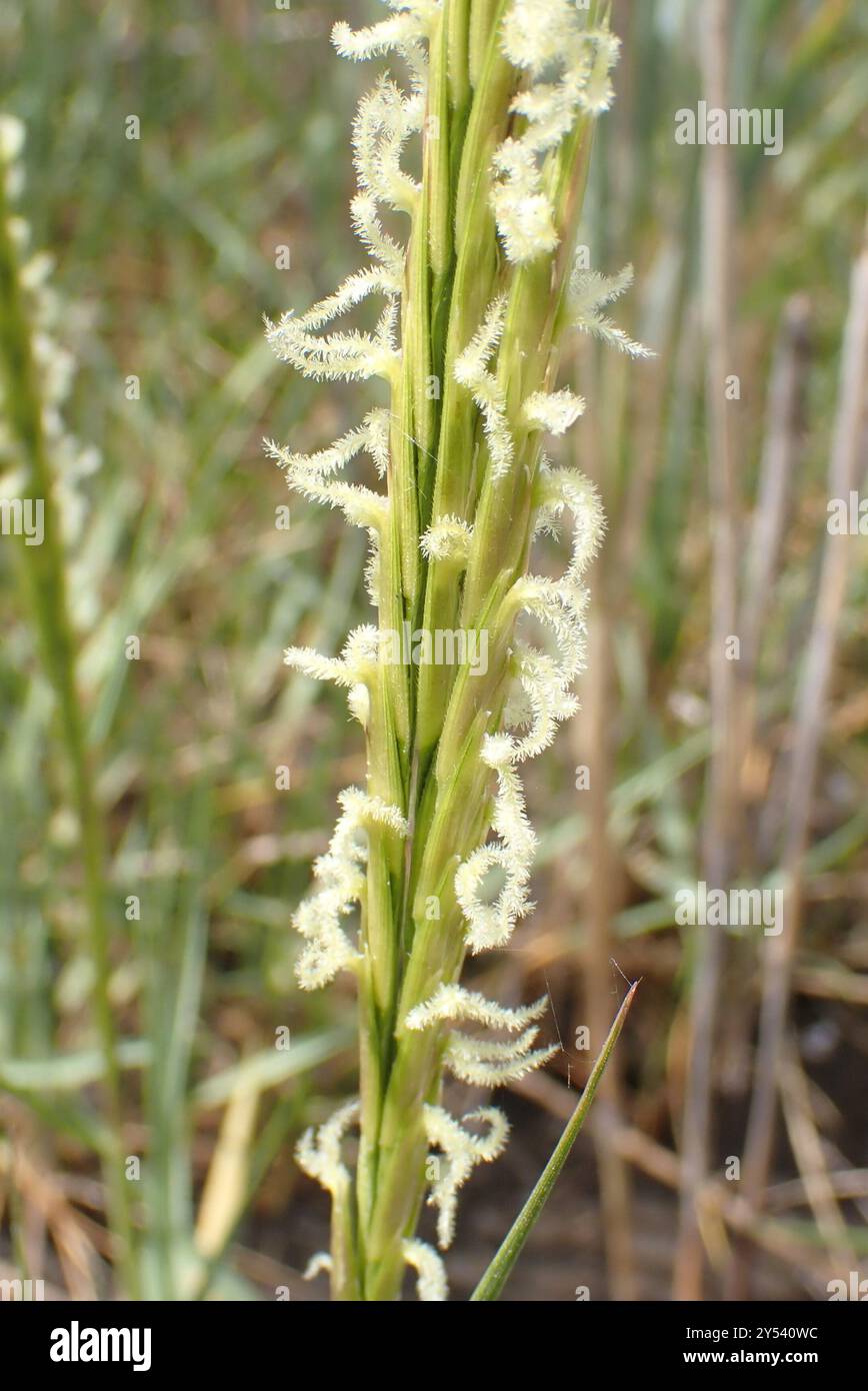 common cordgrass (Sporobolus anglicus) Plantae Stock Photo - Alamy