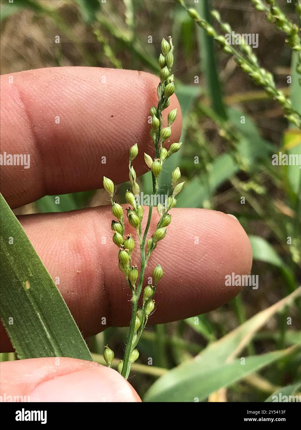 Browntop Signalgrass (Urochloa fusca) Plantae Stock Photo - Alamy
