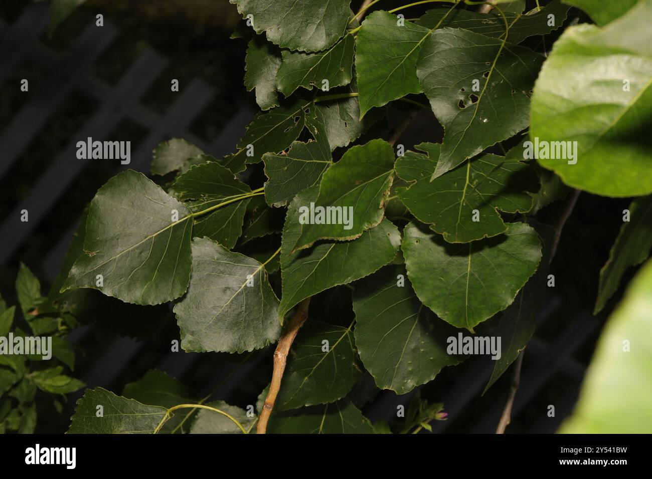 Hybrid Black-poplar (Populus × canadensis) Plantae Stock Photo - Alamy