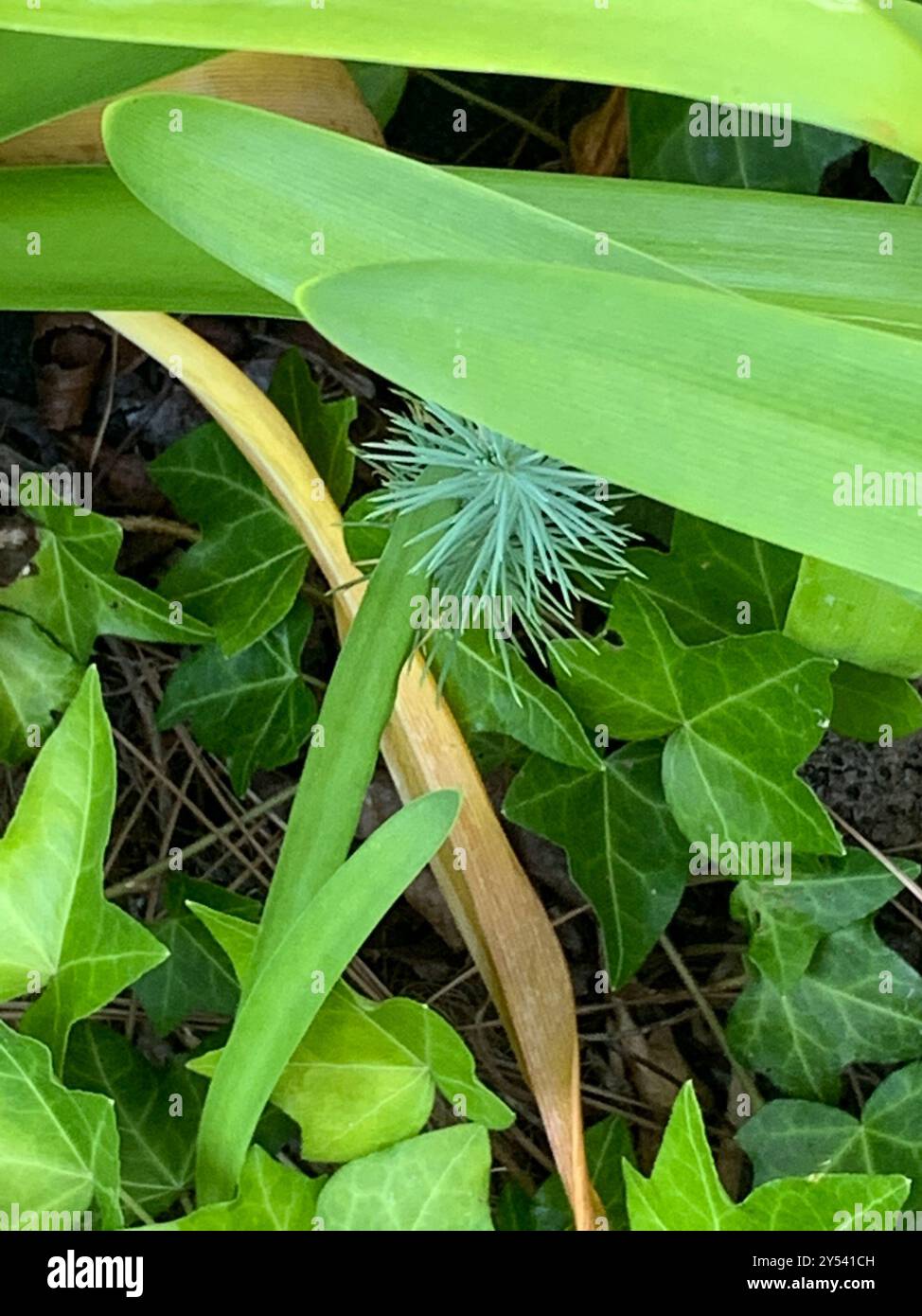 plants (Plantae) Plantae Stock Photo - Alamy