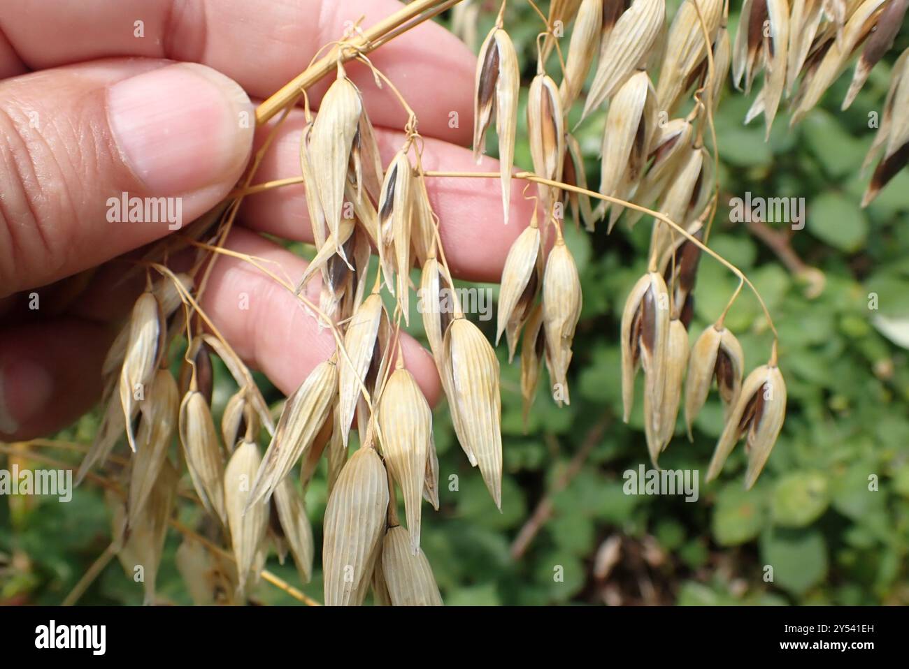 Common Oat (Avena sativa) Plantae Stock Photo - Alamy