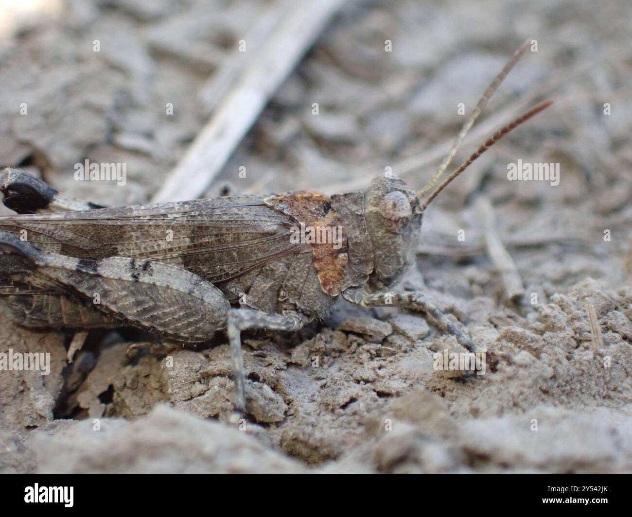 Blue-winged Grasshopper (Oedipoda caerulescens) Insecta Stock Photo - Alamy