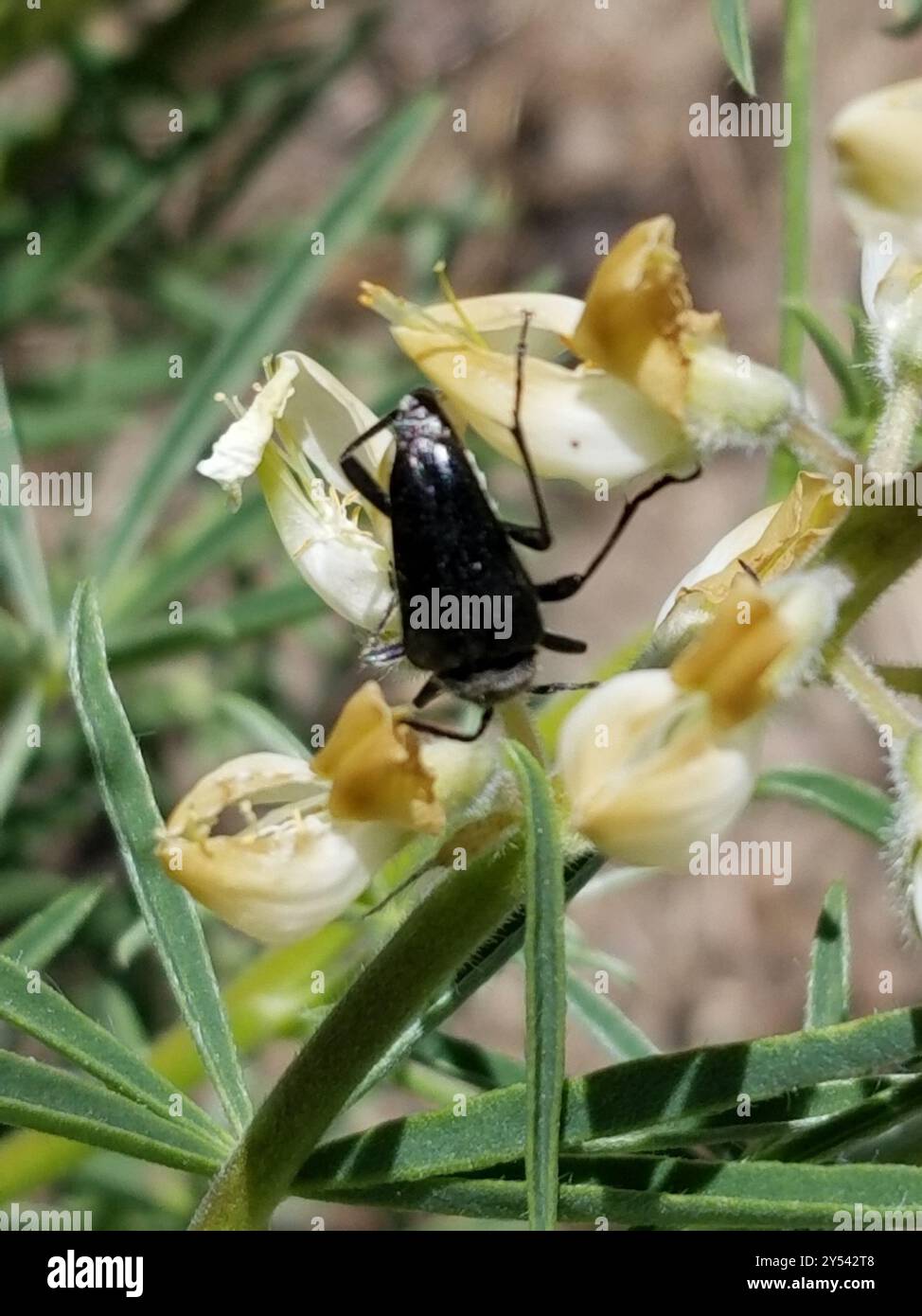 (Judolia instabilis) Insecta Stock Photo - Alamy
