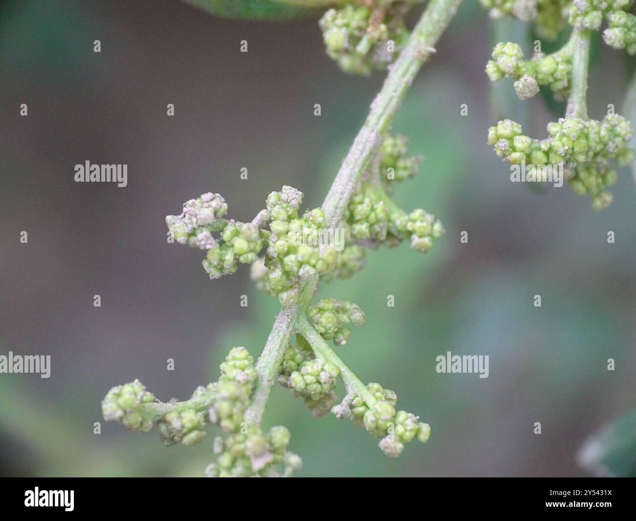 oak-leaved goosefoot (Oxybasis glauca) Plantae Stock Photo - Alamy
