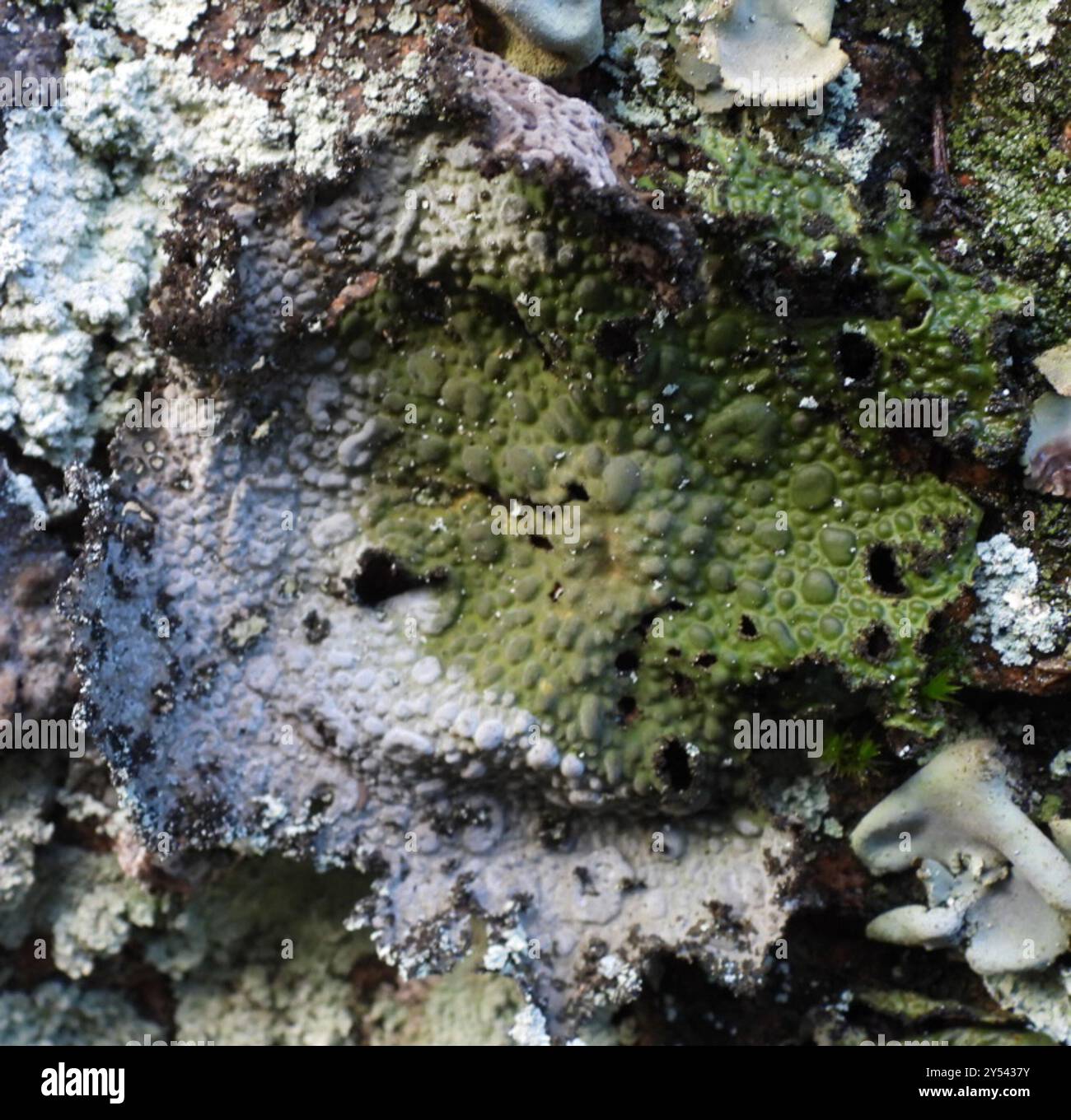 (Lasallia pustulata) Fungi Stock Photo - Alamy
