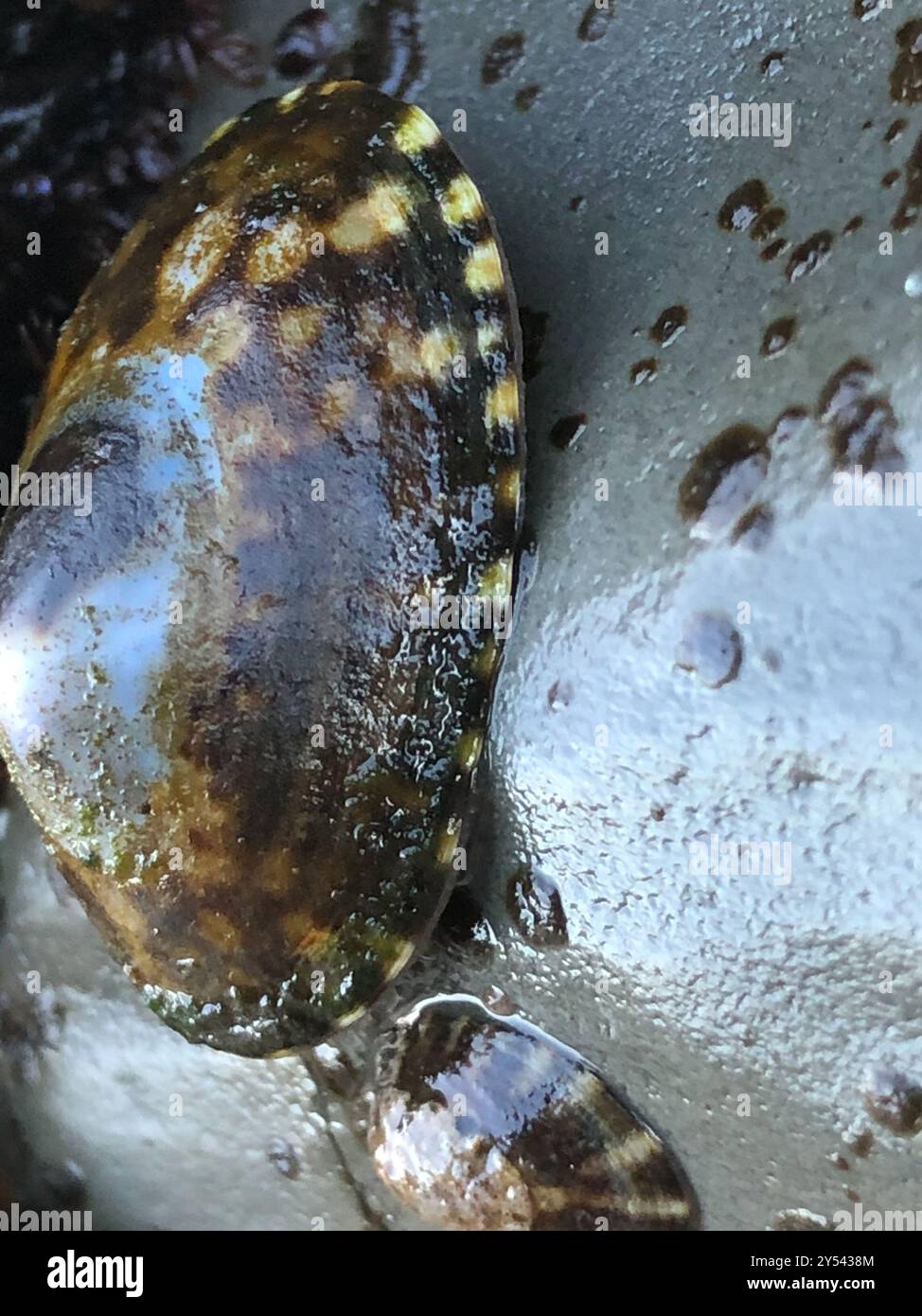 Shield Limpet (Lottia pelta) Mollusca Stock Photo - Alamy