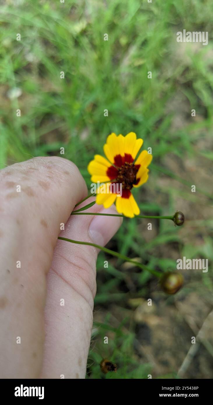 Golden Wave Tickseed (Coreopsis basalis) Plantae Stock Photo - Alamy