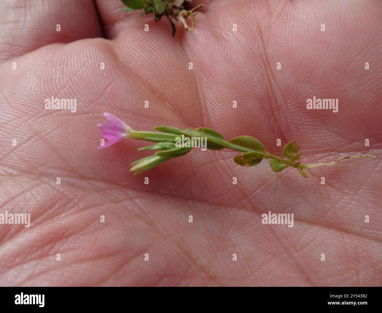Lesser Centaury (Centaurium pulchellum) Plantae Stock Photo - Alamy