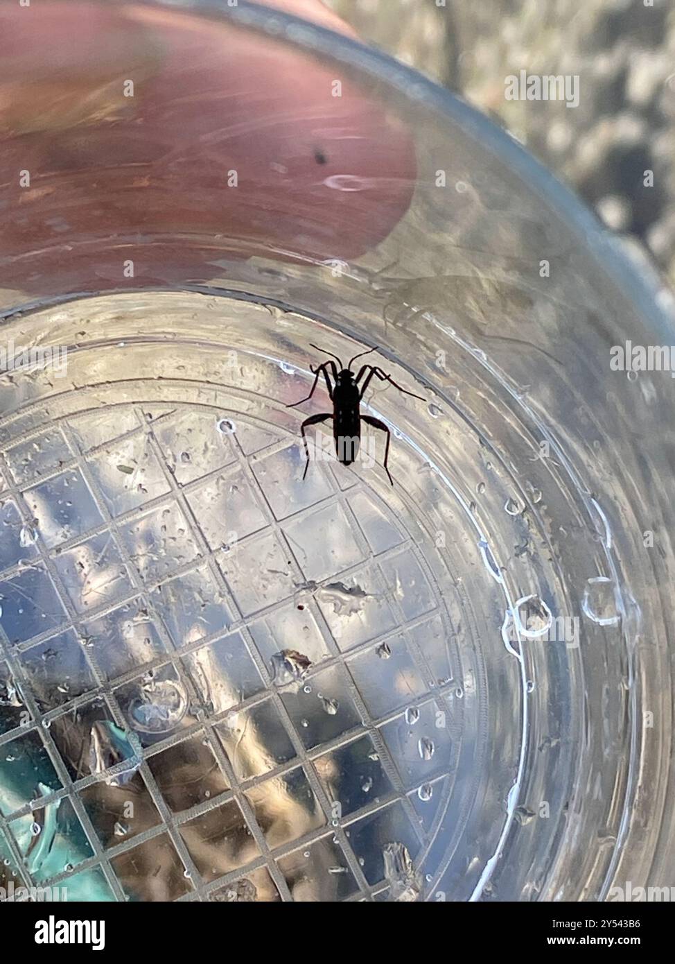 Water Crickets (Velia) Insecta Stock Photo - Alamy